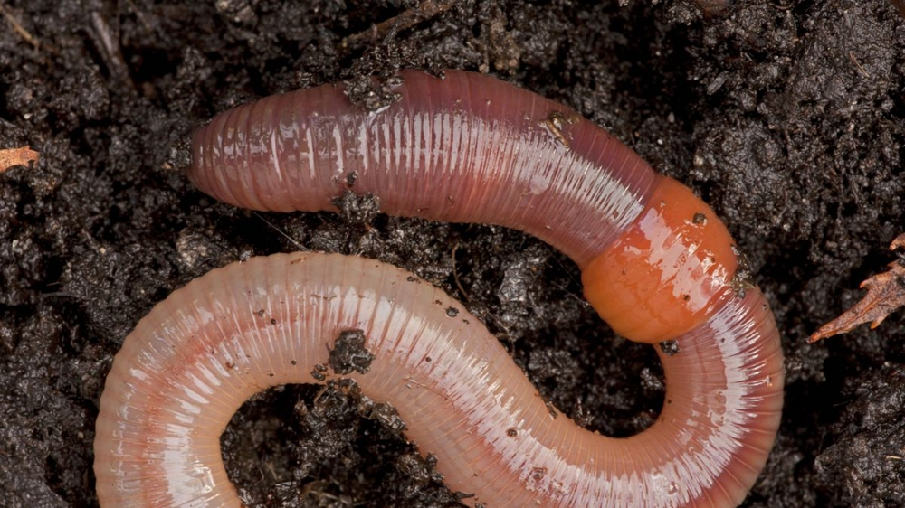 Таинство рождения земляных червей - Поросёнка.нет